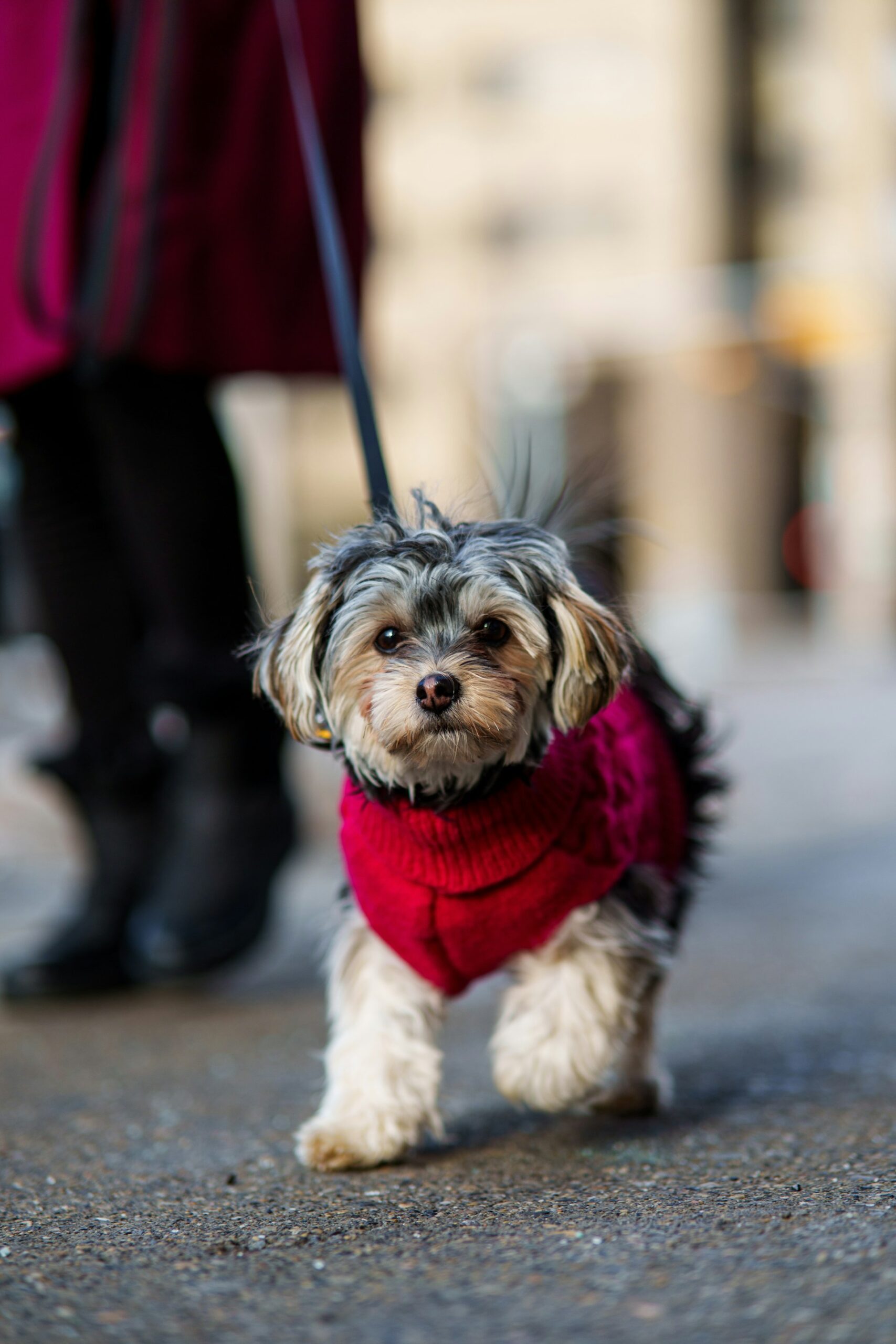 Dog Fashion Trends 2026: 15 Viral Styles Every Pet Owner Must See